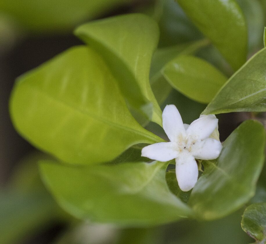 White indigo berry is fragrant attractor - SANIBEL-CAPTIVA - Island ...